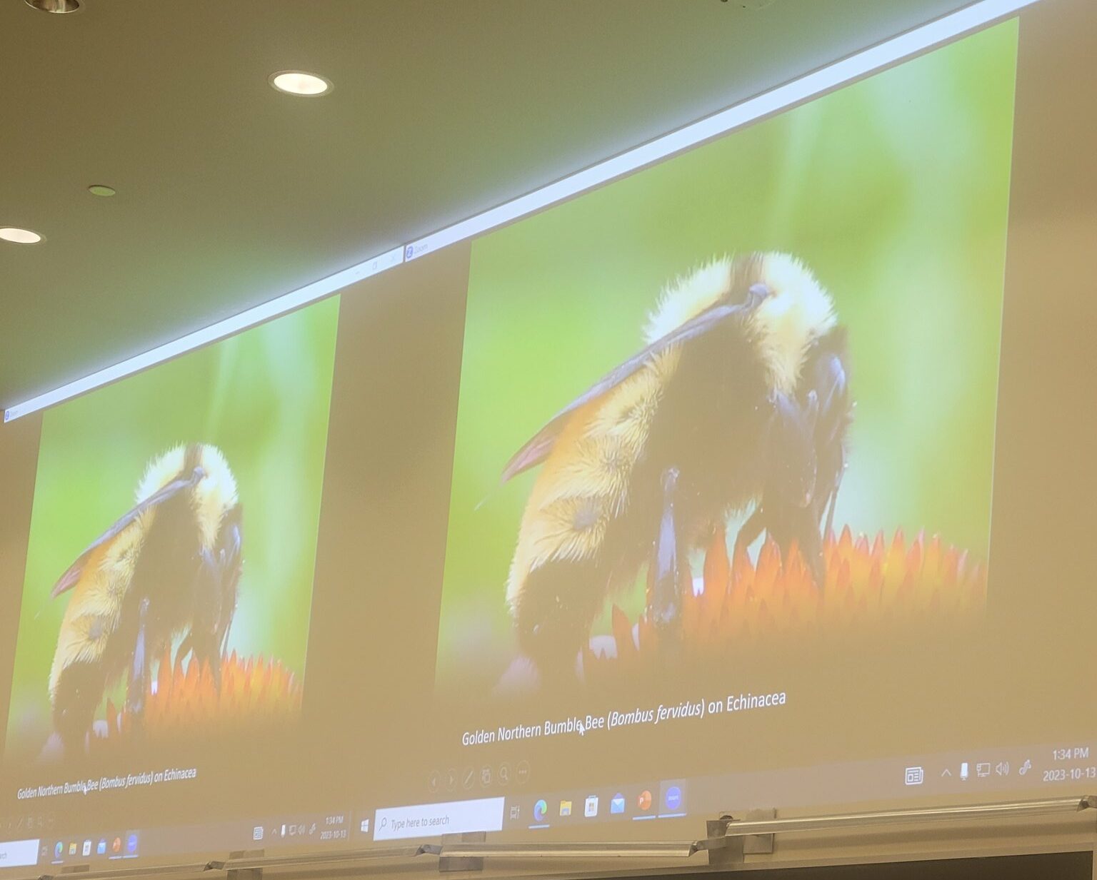 BeeCon 2023 - BEEc - Bee Ecology, Evolution and Conservation