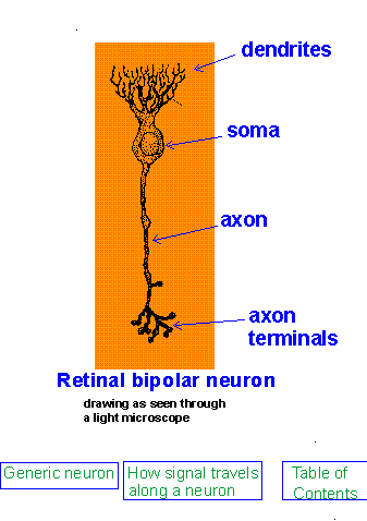 Bipolar Neuron Microscope