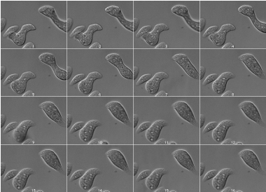Lew Research: Photobiology
