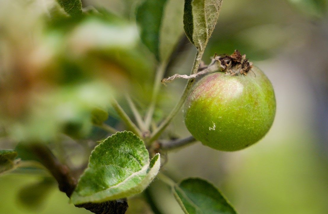 Gravity of famous Newton apple tree not lost on York researchers as ...