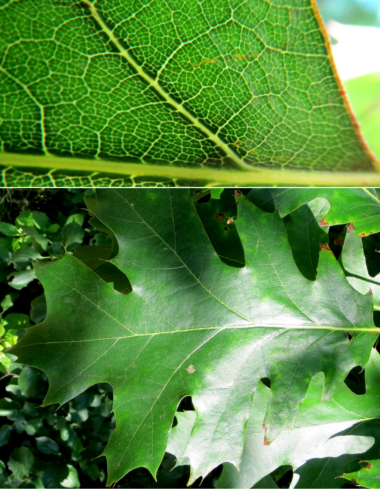 Plant Biology Photography