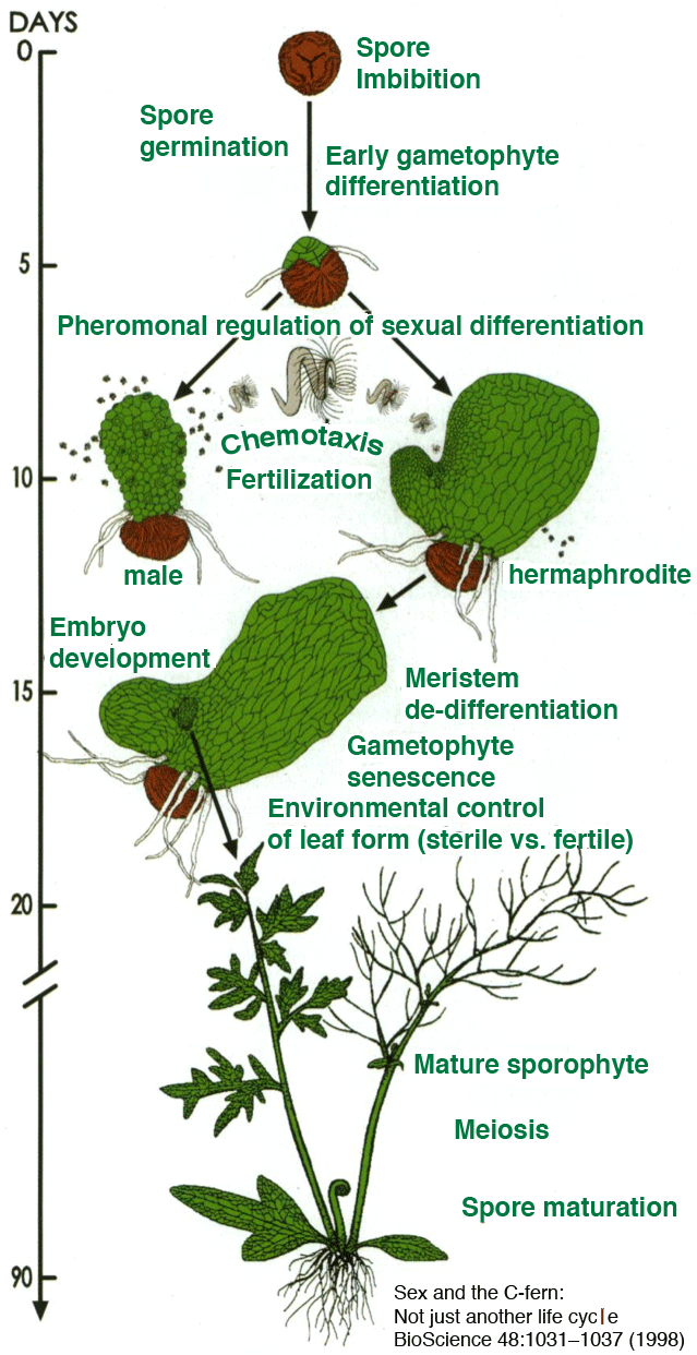 Plant Biology