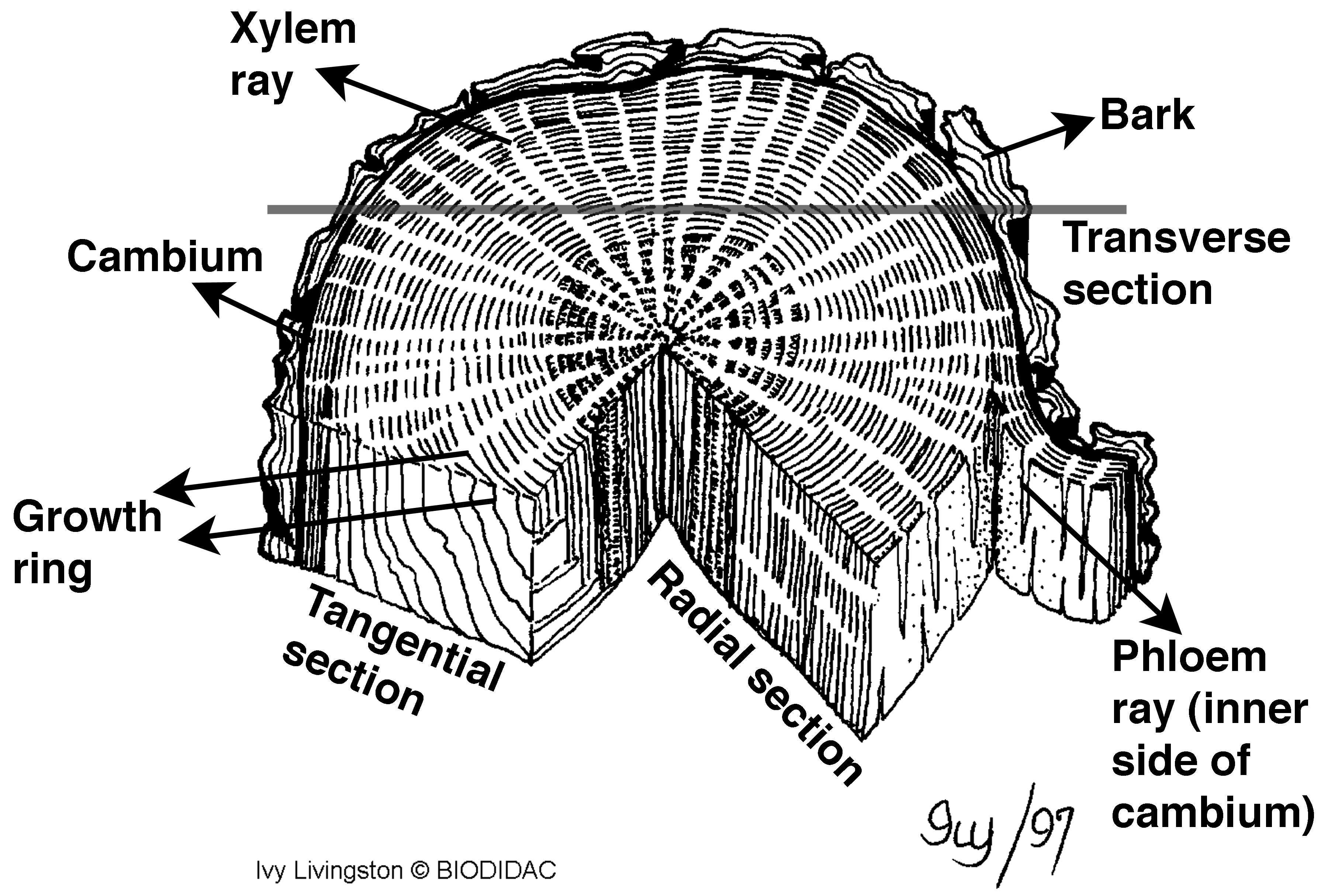 Plant Biology