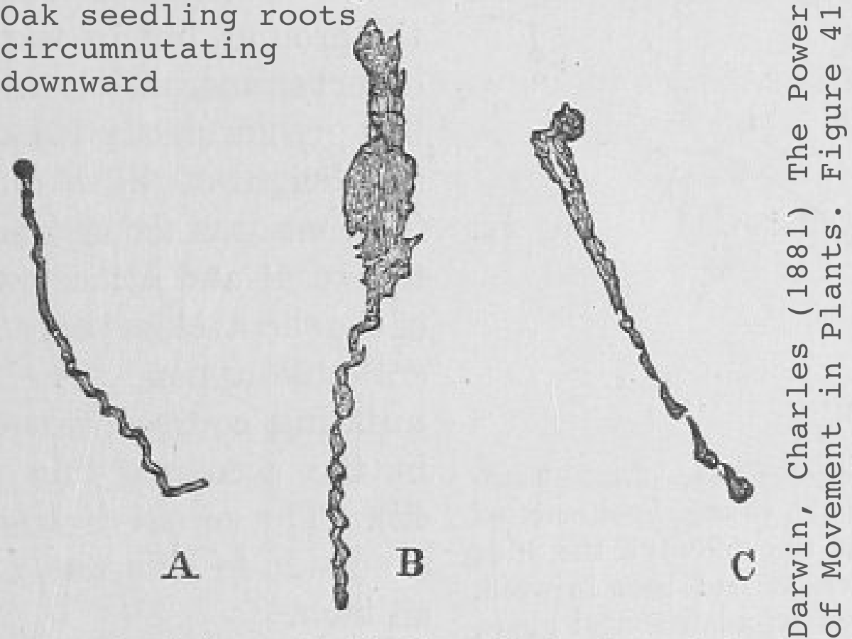 Plant Biology